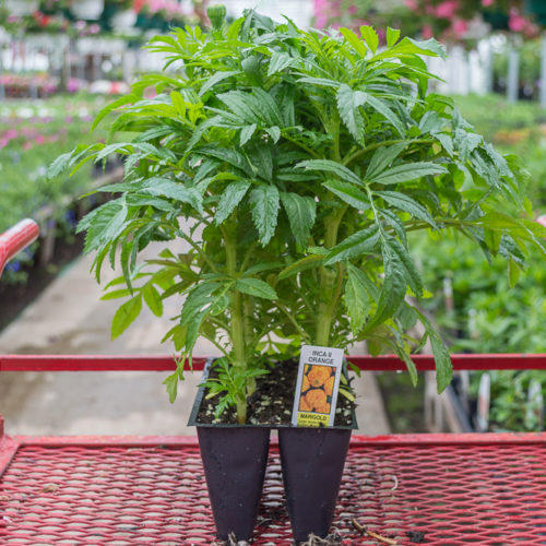 Marigold – Inca Mix | Medary Acres