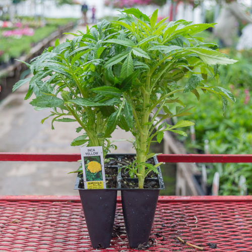 Marigold – Inca Mix | Medary Acres