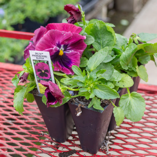 Pansy – Delta Premium Beaconsfield | Medary Acres