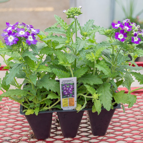 Verbena – Obsession Apricot | Medary Acres