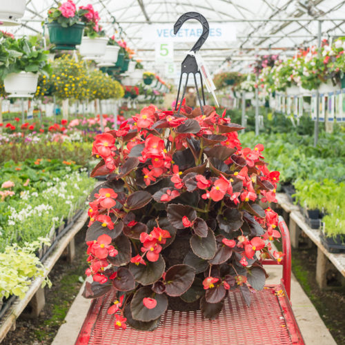Begonia – Bada Boom Rose – Basket | Medary Acres