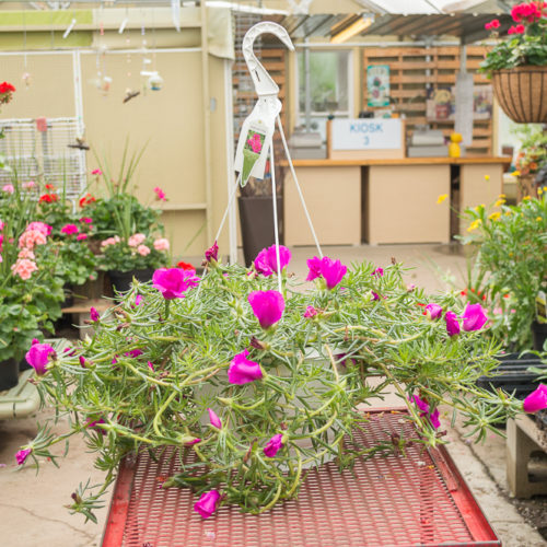 Portulaca – Samba Bicolor – Basket | Medary Acres